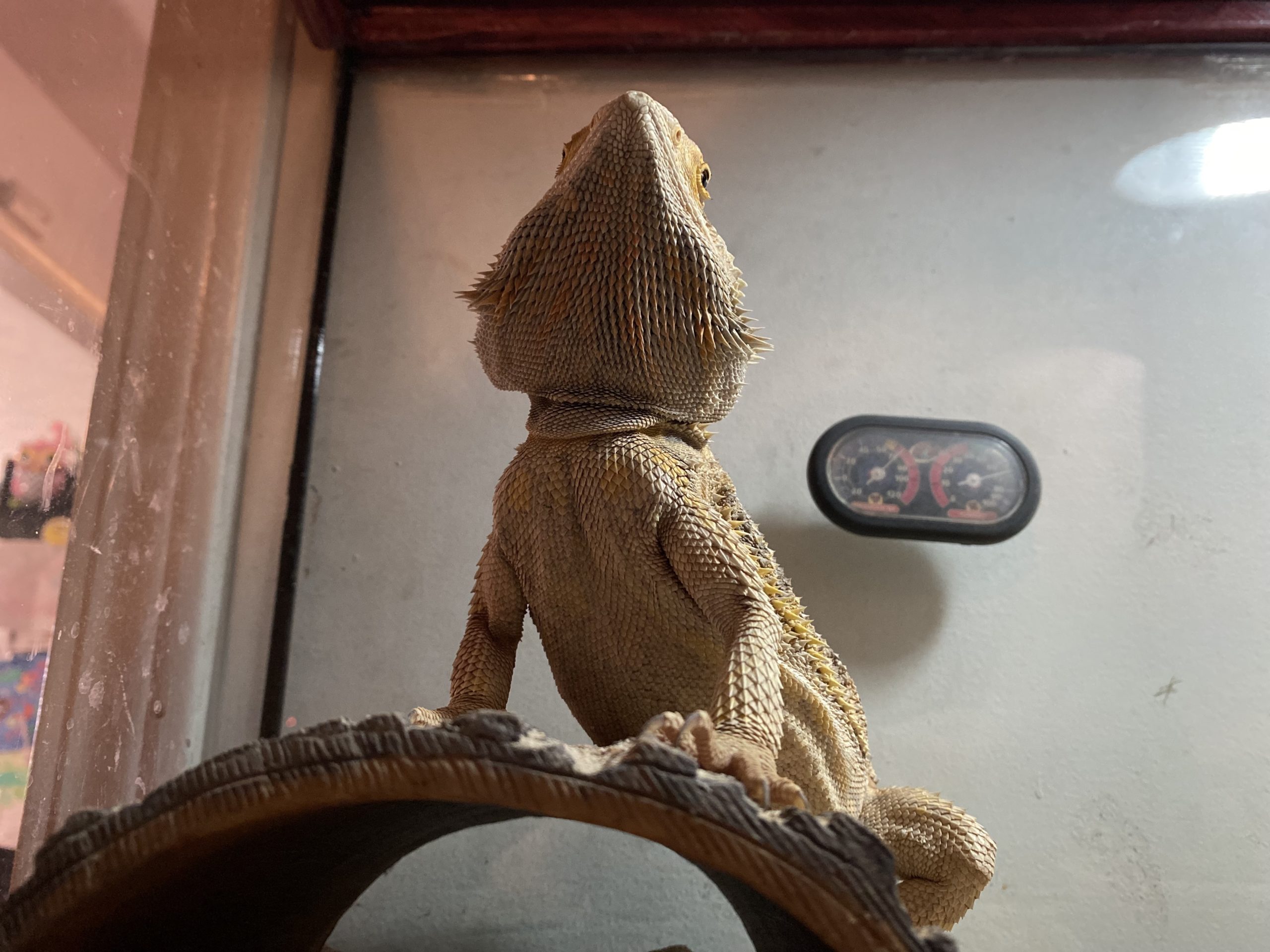 Environmental Setup | Frog Beans