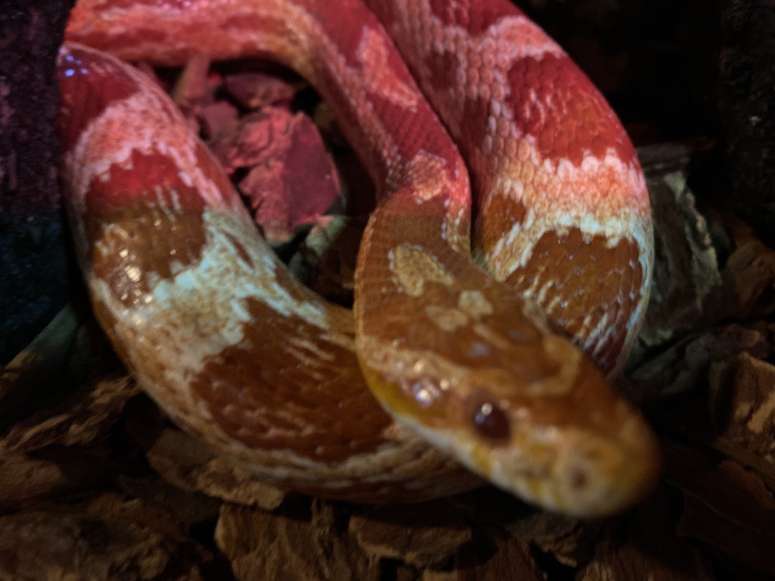 Common Critter Myths and Misconceptions | Frog Beans