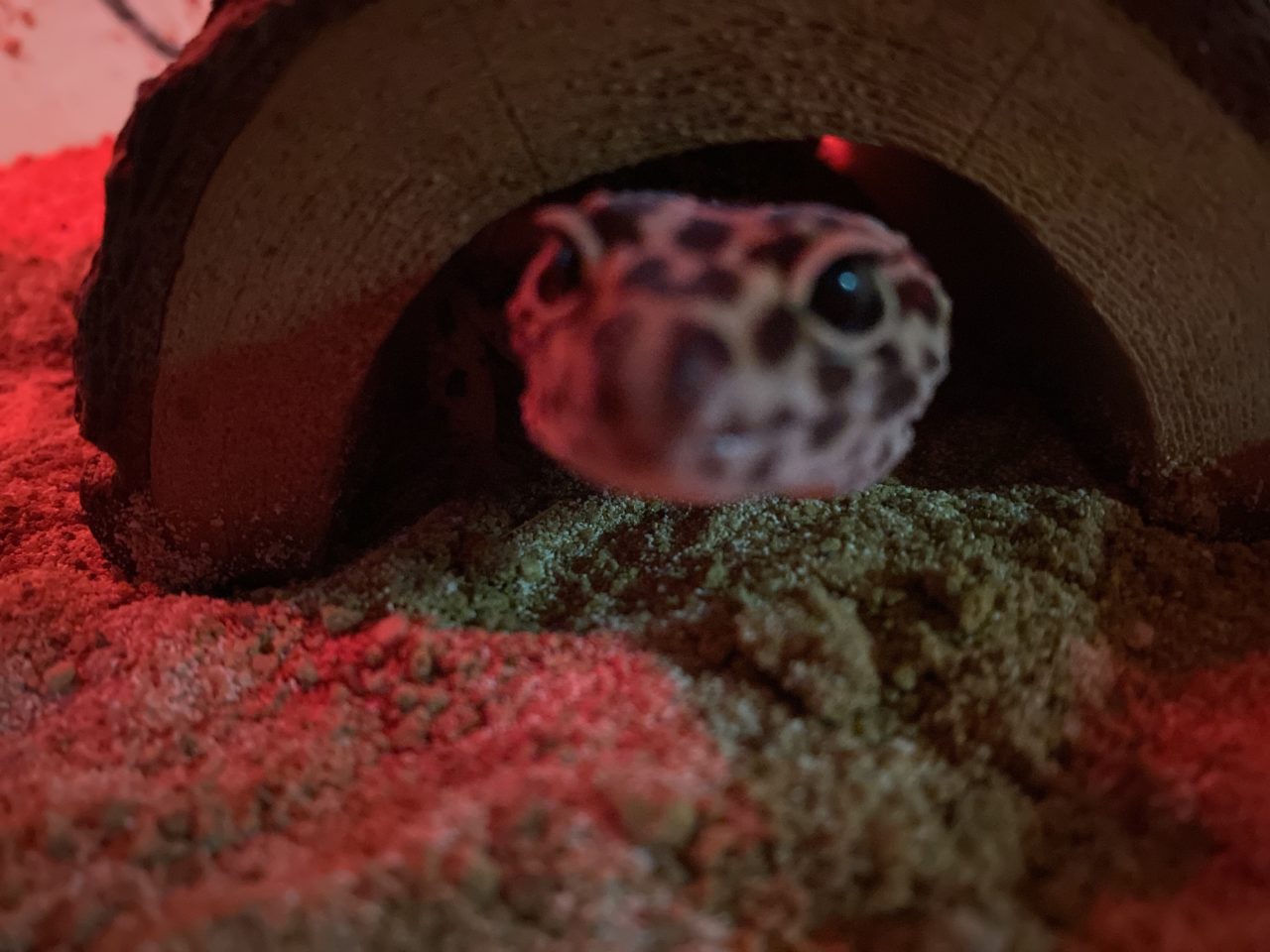 Critter Care: From Your First One and Beyond | Frog Beans