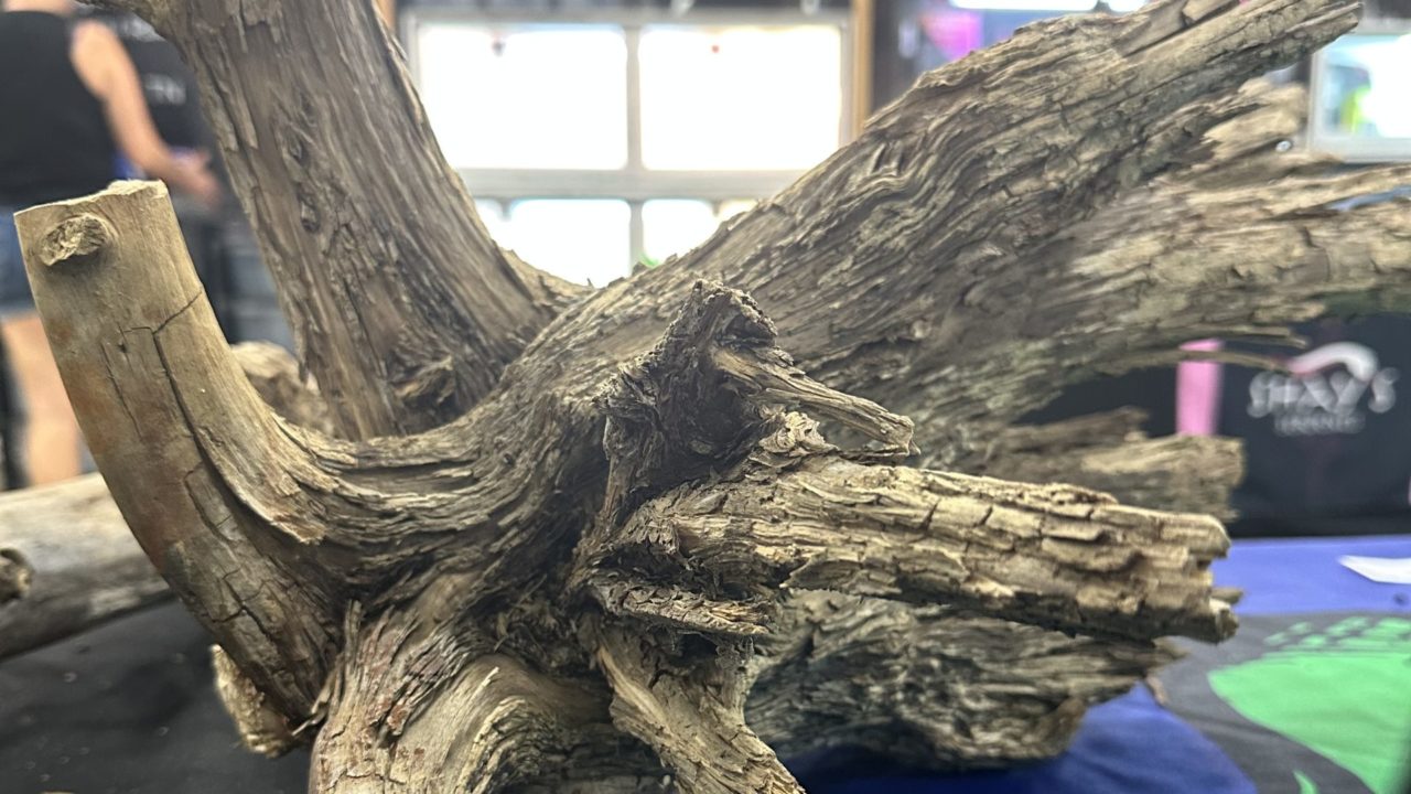 The Bean Shop | Frog Beans